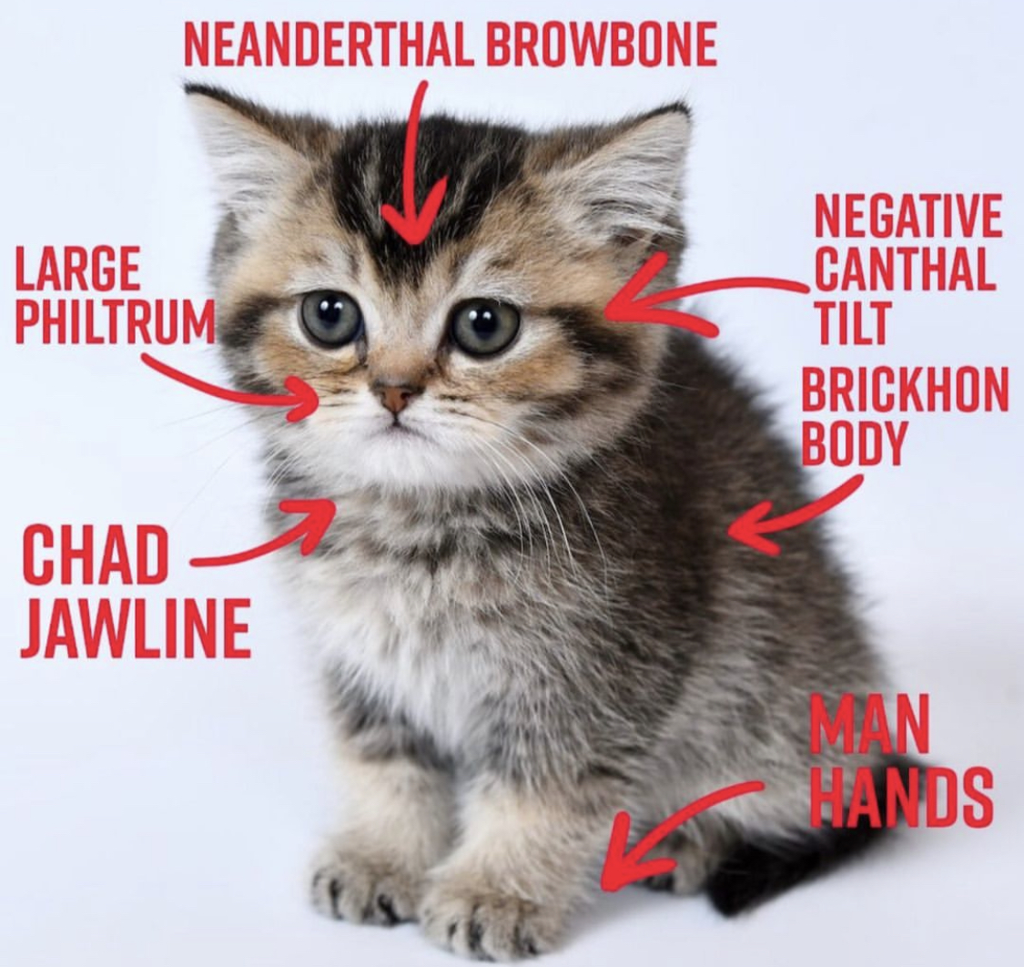 Astra_763 - TreatStream