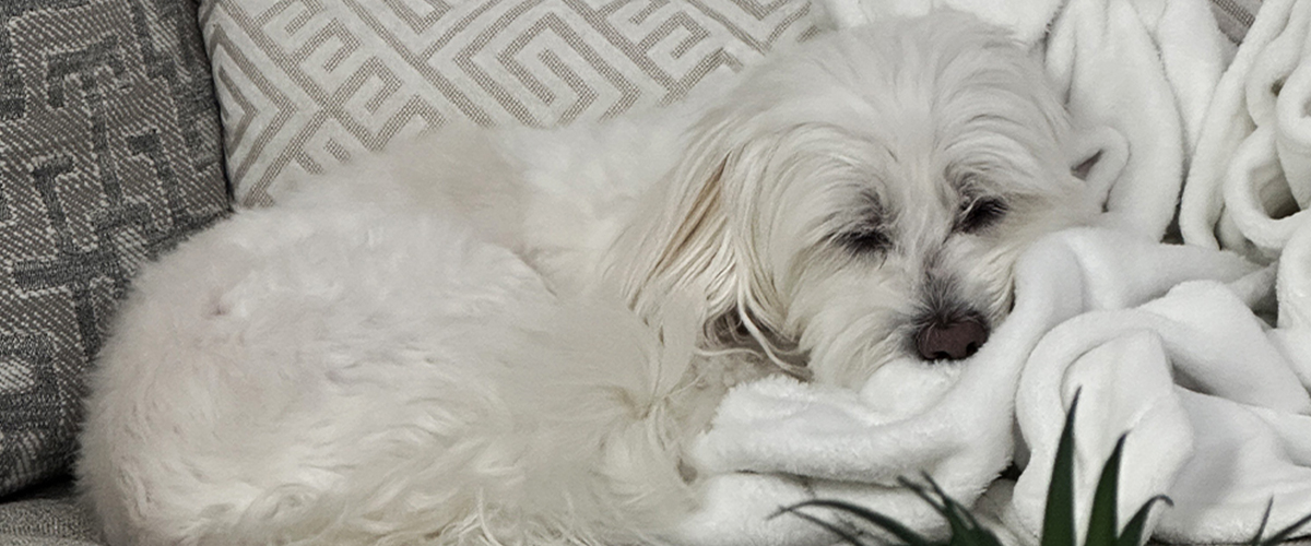 Dittozkul - TreatStream